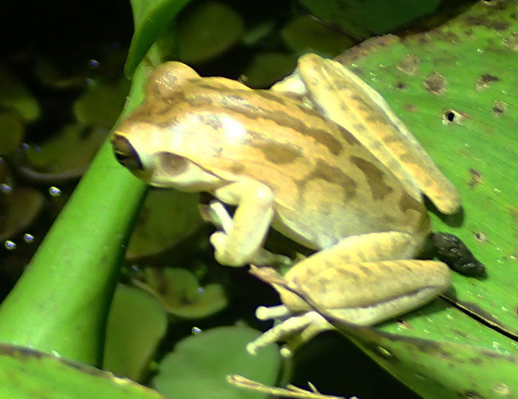 Chaco Tree Frog from Poconé - State of Mato Grosso, 78175-000, Brazil ...