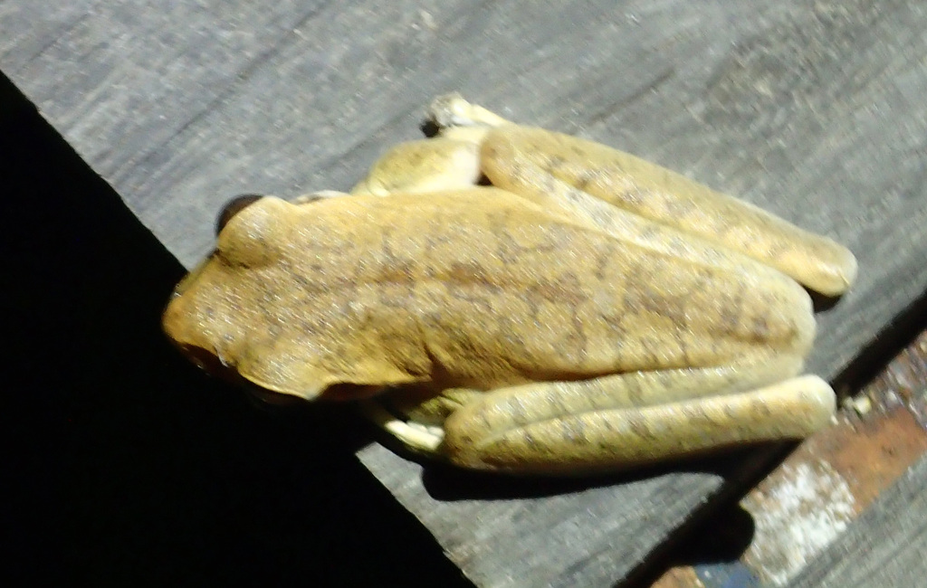 Chaco Tree Frog from Poconé - State of Mato Grosso, 78175-000, Brazil ...