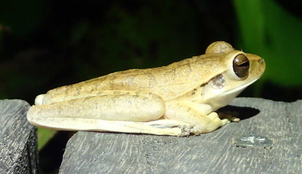 Chaco Tree Frog from Poconé, State of Mato Grosso, 78175-000, Brazil on ...