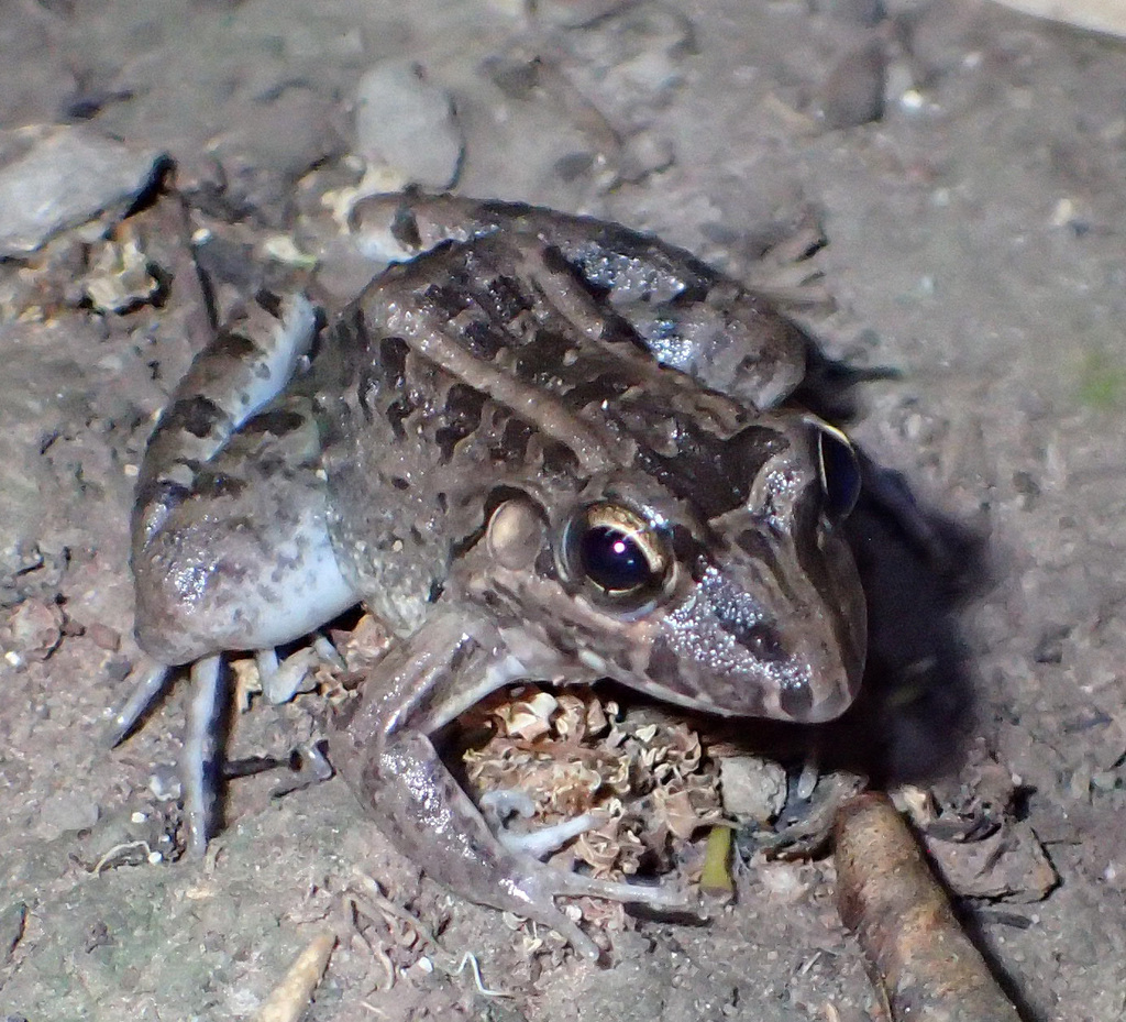 Miranda's White-lipped Frog from Juína - State of Mato Grosso, 78320 ...