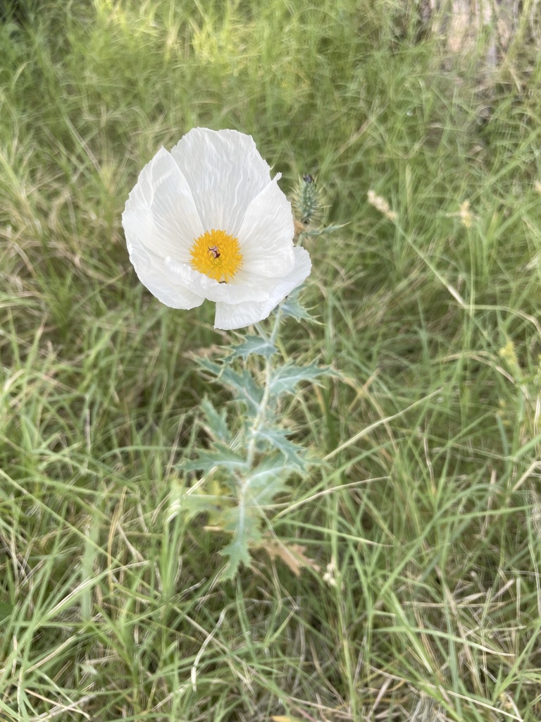 thistle poppy from Salt Plains National Wildlife Refuge, Jet, OK, US on ...