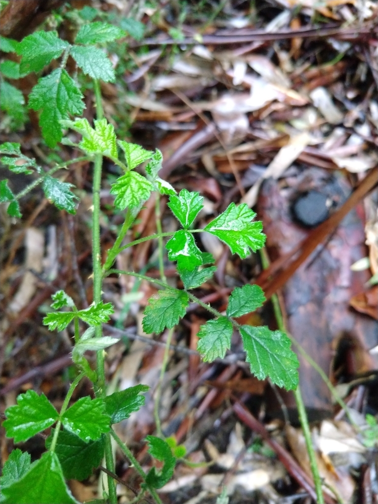 small-leaf bramble from Olinda VIC 3788, Australia on September 5, 2023 ...