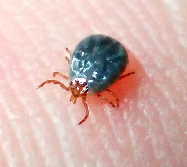 Bont Ticks from Poconé, State of Mato Grosso, 78175-000, Brazil on ...