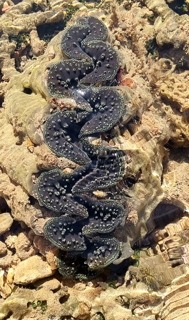 Giant Clams from Port Hedland, WA, Australia on September 5, 2023 at 09 ...