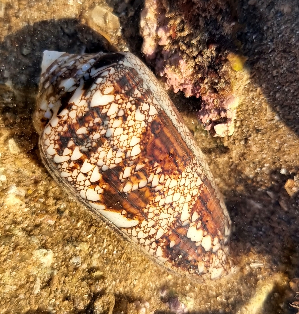 Queen Victoria Cone from Port Hedland, WA, Australia on September 5 ...