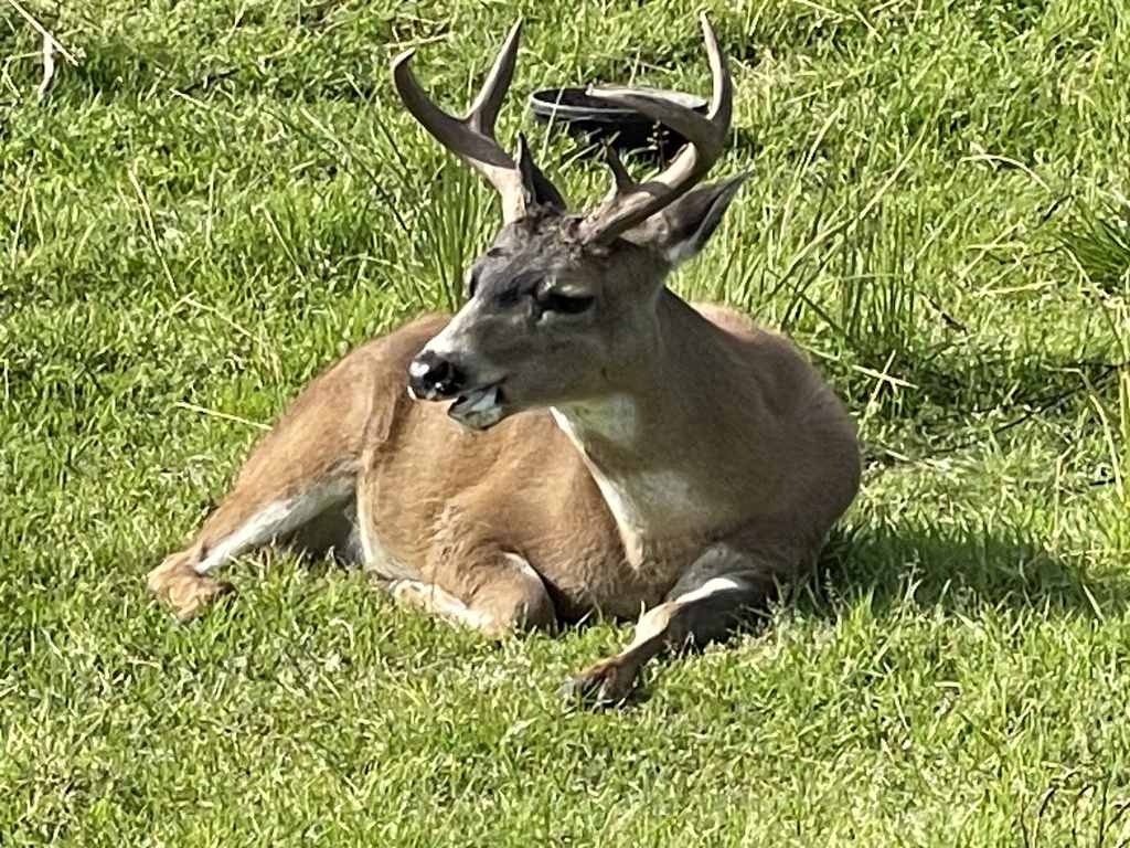 Sitka Black-tailed Deer from Anchorage, AK, US on September 4, 2023 at ...