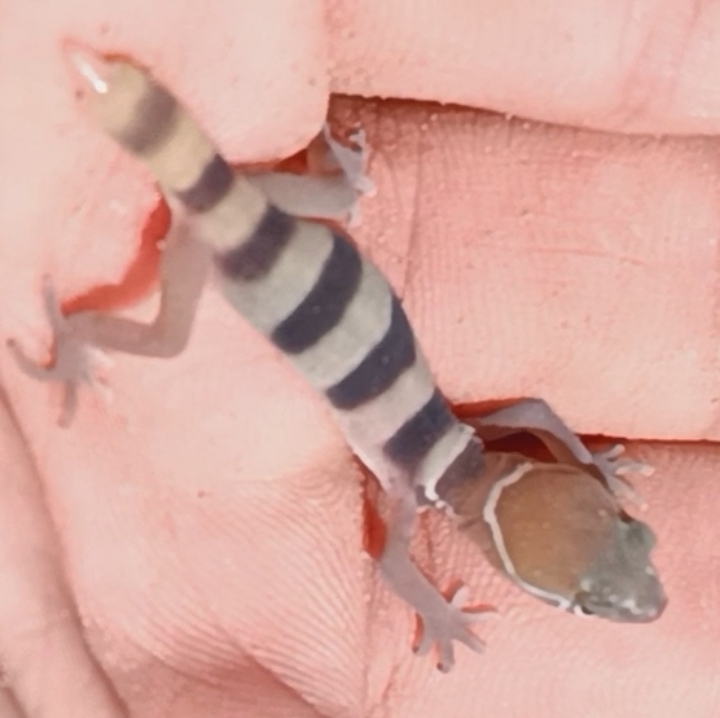 Western Banded Gecko in September 2023 by Jacob Smith · iNaturalist