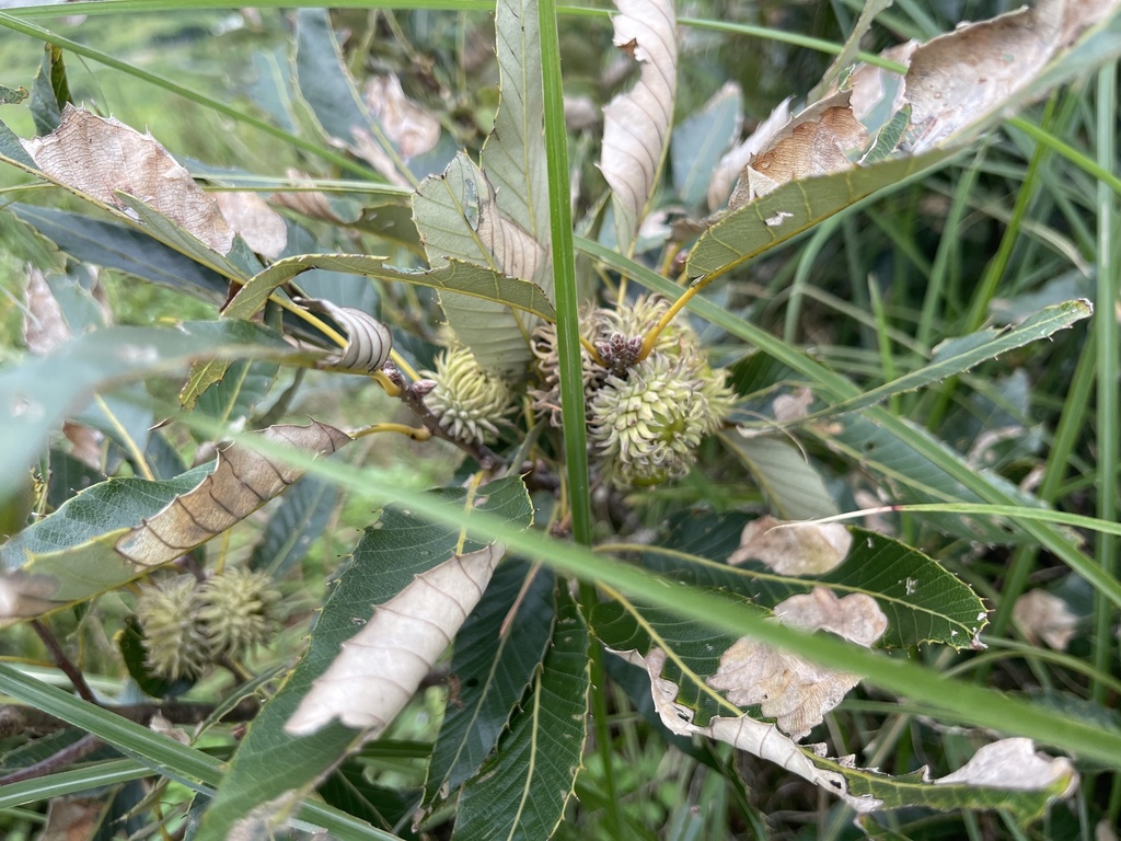 Chinese cork oak from 臺灣島, 通霄鎮, MIA, TW on September 4, 2023 at 12:28 ...