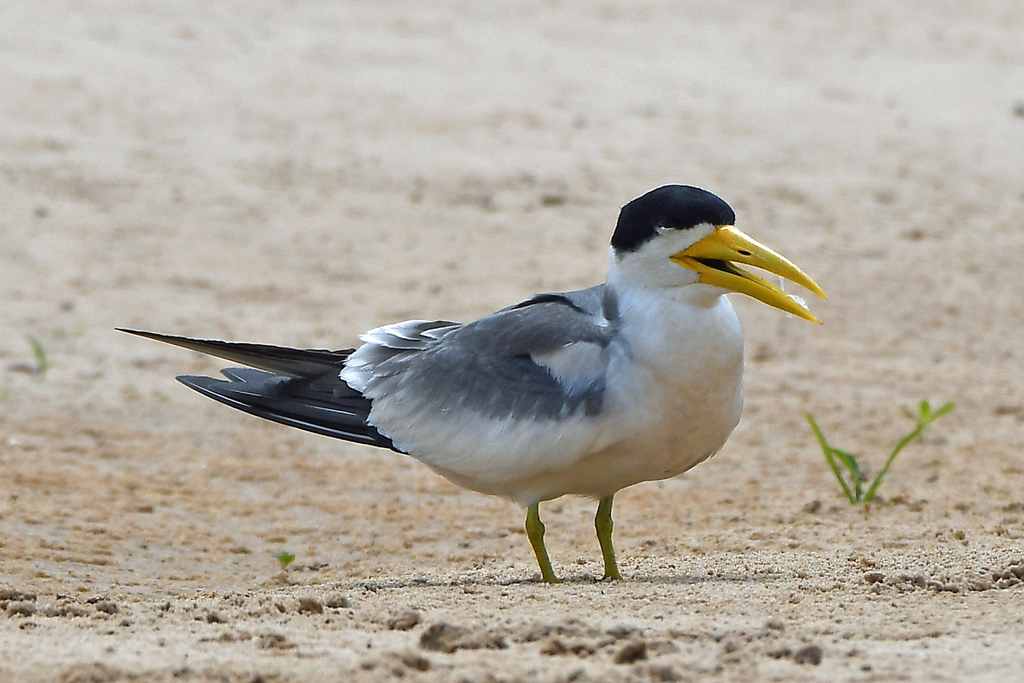 Large-billed Tern from Barão de Melgaço - State of Mato Grosso, Brazil ...