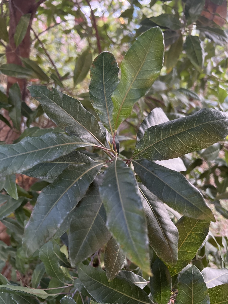 Blueberry ash from Griffith University - Gold Coast Campus, Southport ...