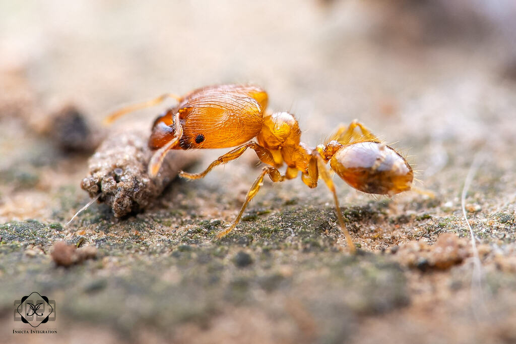 Pheidole pieli from 中国江苏省南京市鼓楼区 on September 5, 2023 at 03:36 PM by ...