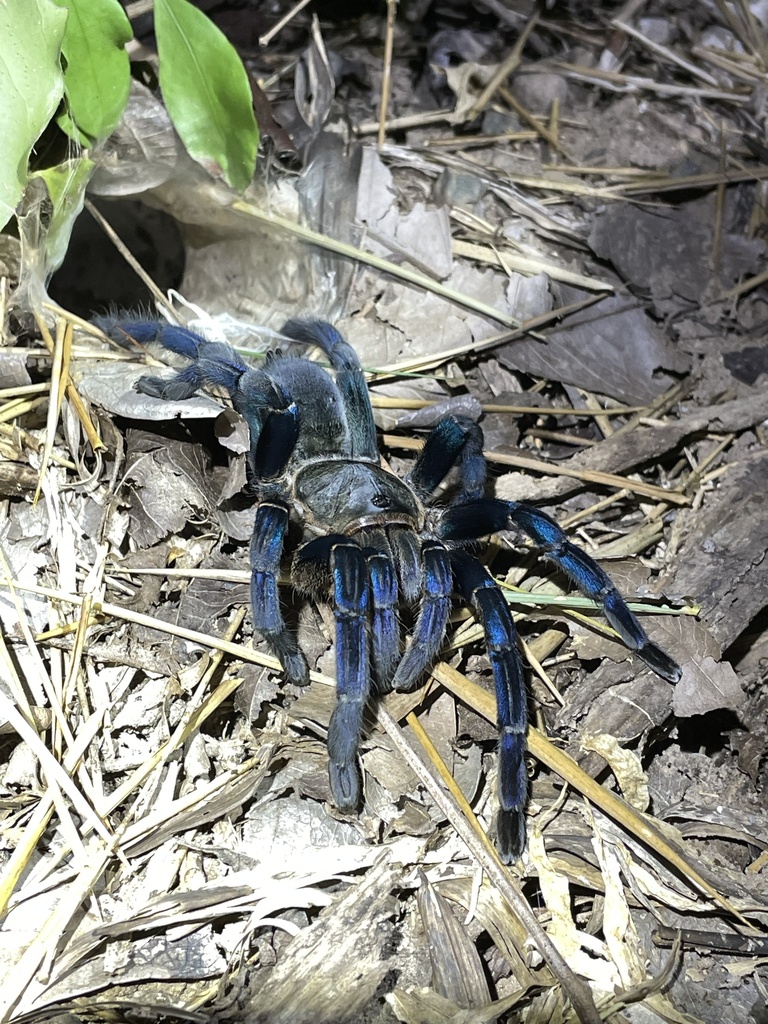 Cobalt Blue Tarantula from Song Phi Nong, Kaeng Krachan, Phetchaburi ...