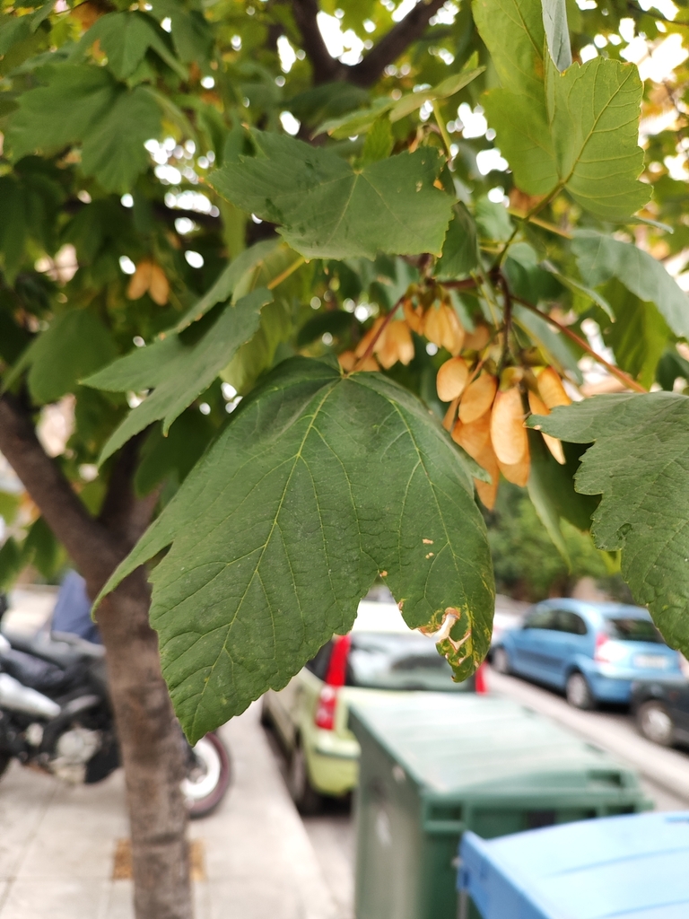 Italian maple from Ζωγράφου, Ελλάδα on September 5, 2023 at 11:15 AM by ...