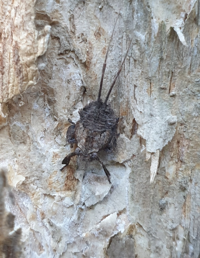 Insects from Tweedvale St near Lehmans Rd, Beenleigh QLD 4207 ...