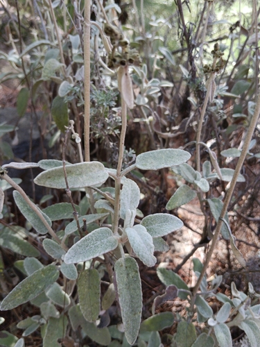 Subespecie Sideritis soluta soluta · NaturaLista Colombia