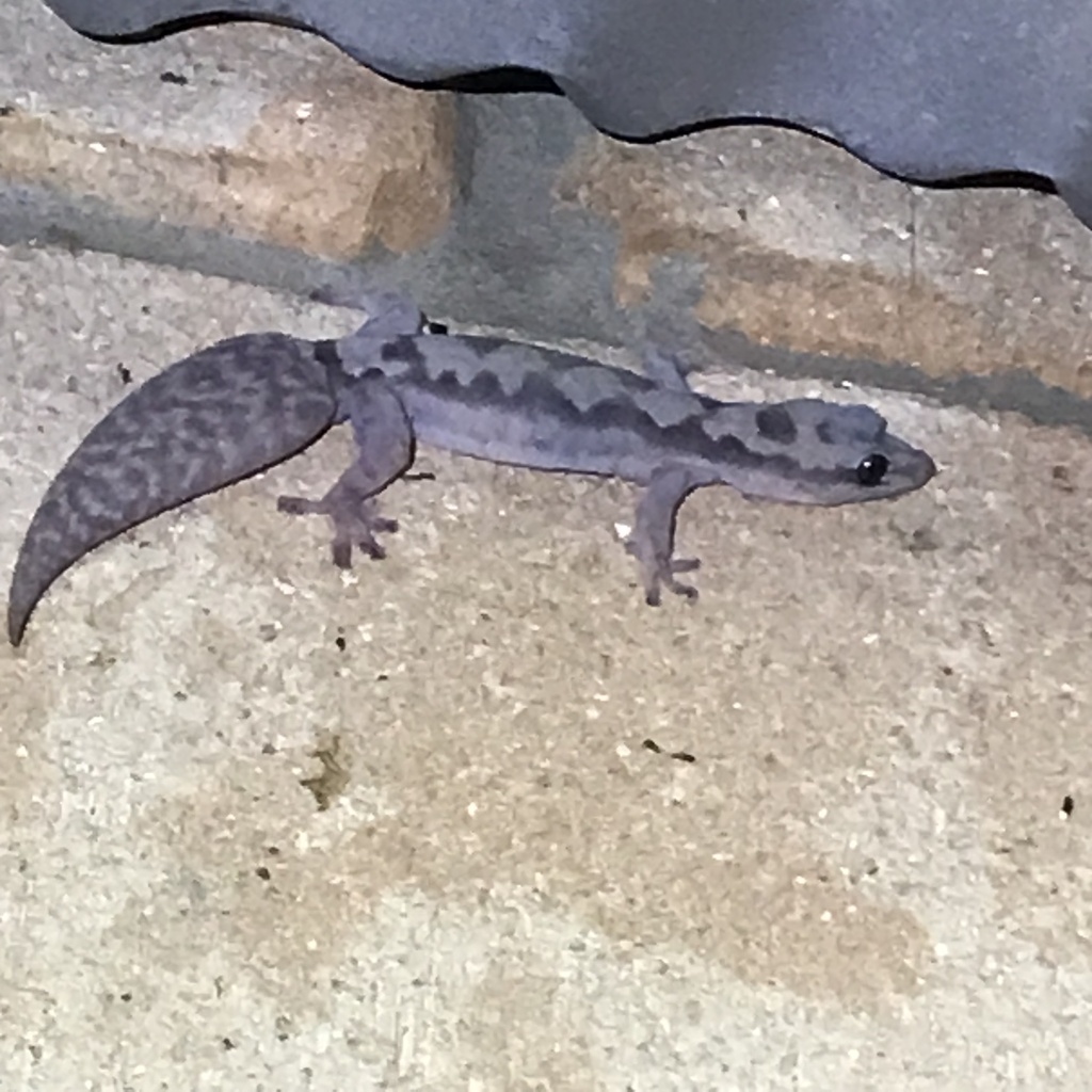 Robust Velvet Gecko from Woolshed Creek Rd, Tallegalla, QLD, AU on ...
