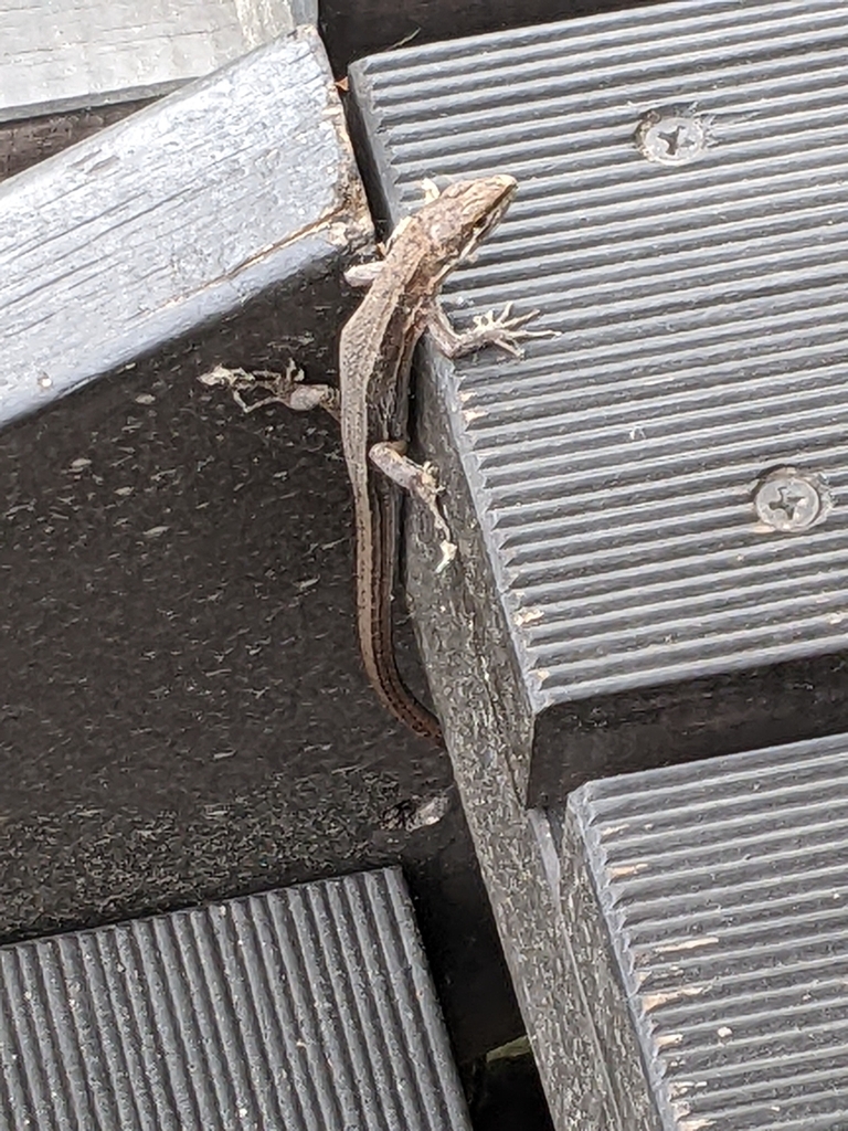 Japanese Grass Lizard from 日本 〒064-0944 on September 2, 2023 at 01:02 ...