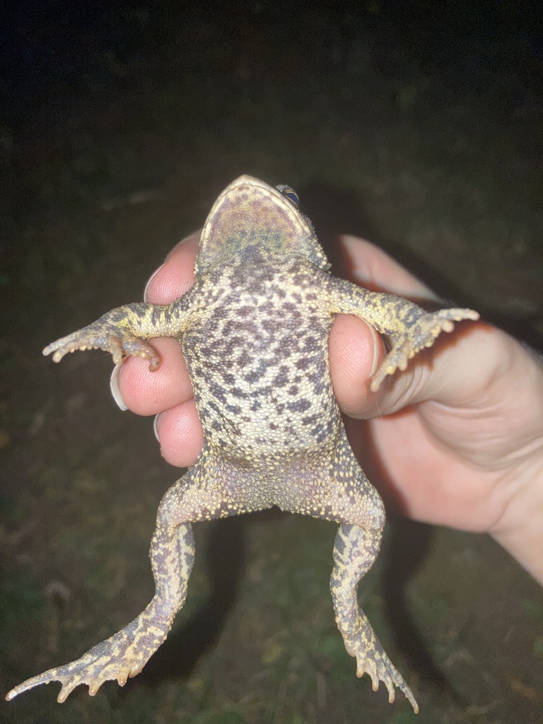 Eastern American Toad in September 2023 by Jasper Sparrows · iNaturalist