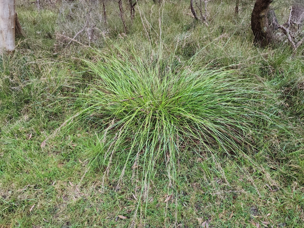 variable sword-sedge from Langwarrin VIC 3910, Australia on September 5 ...