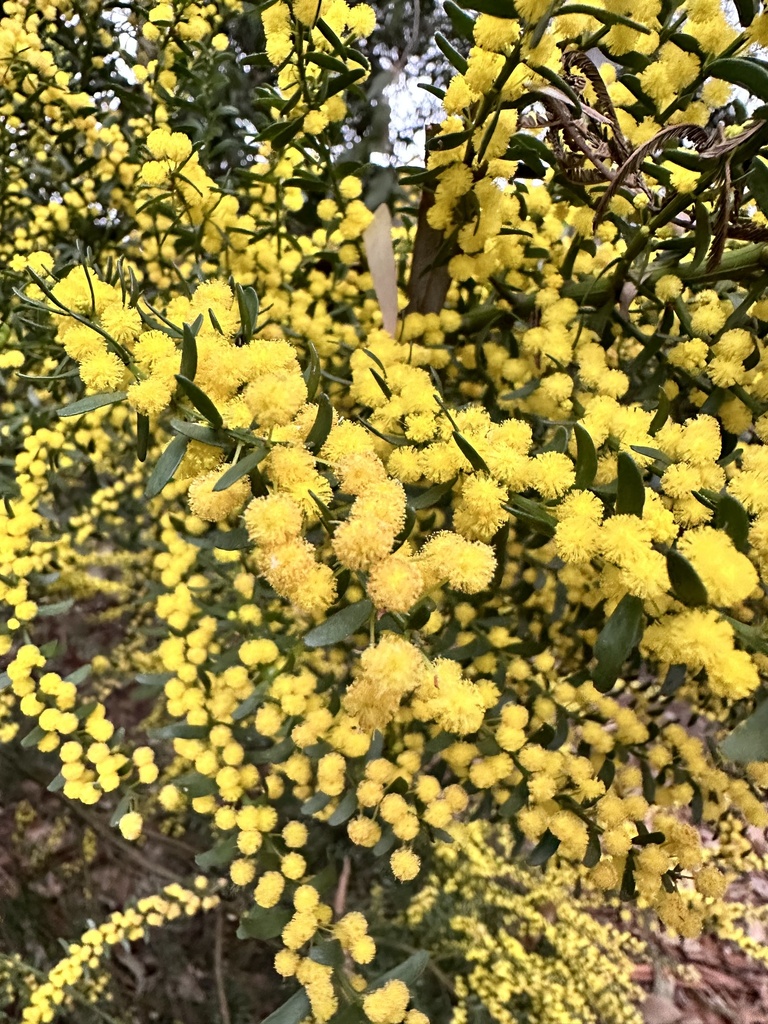 Round-leaf Wattle from Elizabeth Bridge Reserve, Kilsyth, VIC, AU on ...
