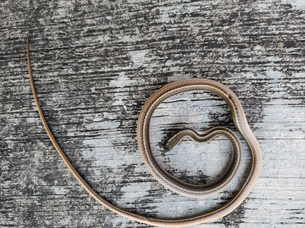 Cope's Antilles Snake from El Centro, Castillo 31000, República ...