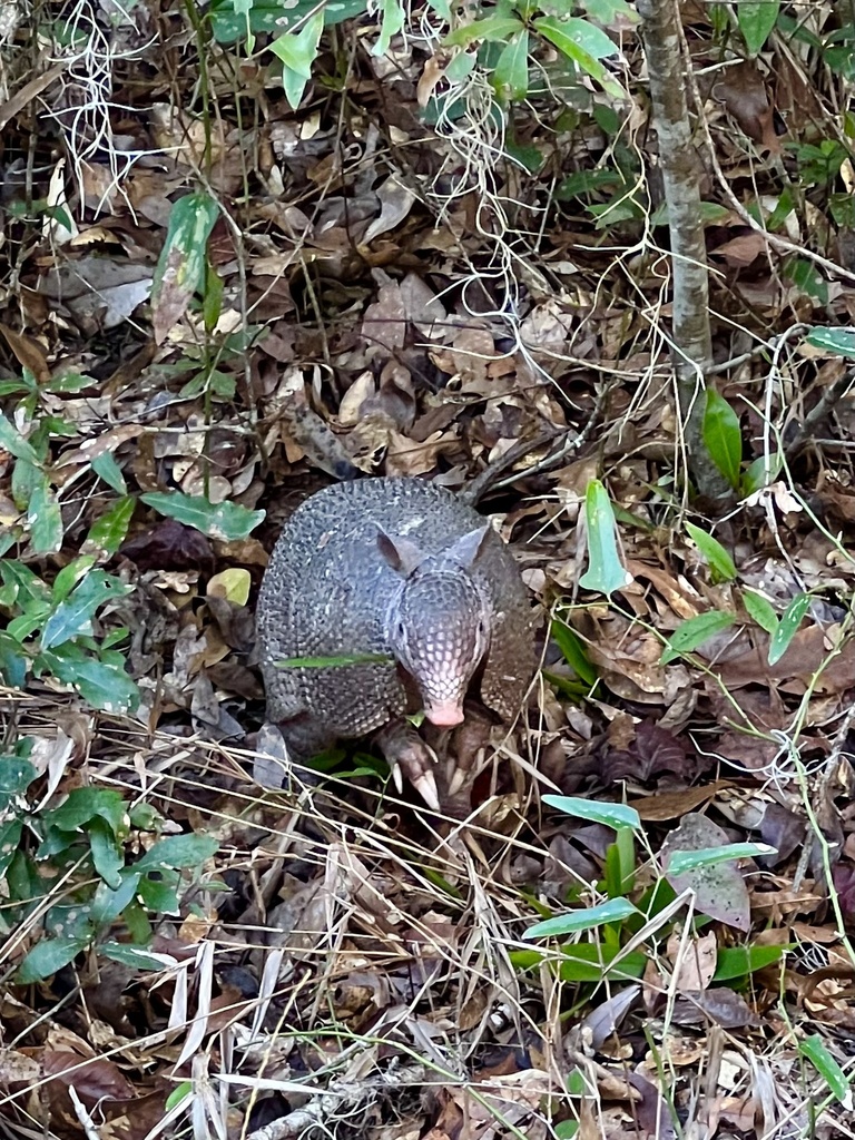Nine-banded Armadillo from Harris Neck National Wildlife Refuge ...