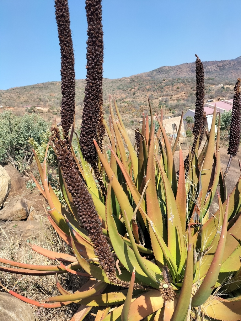 Aloe barbara-jeppeae from Sekele, South Africa on September 5, 2023 at ...