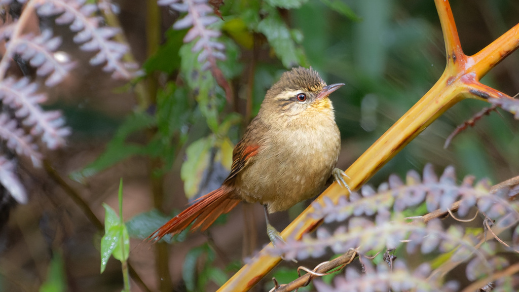 Olive Spinetail from Rio dos Cedros - State of Santa Catarina, Brazil ...