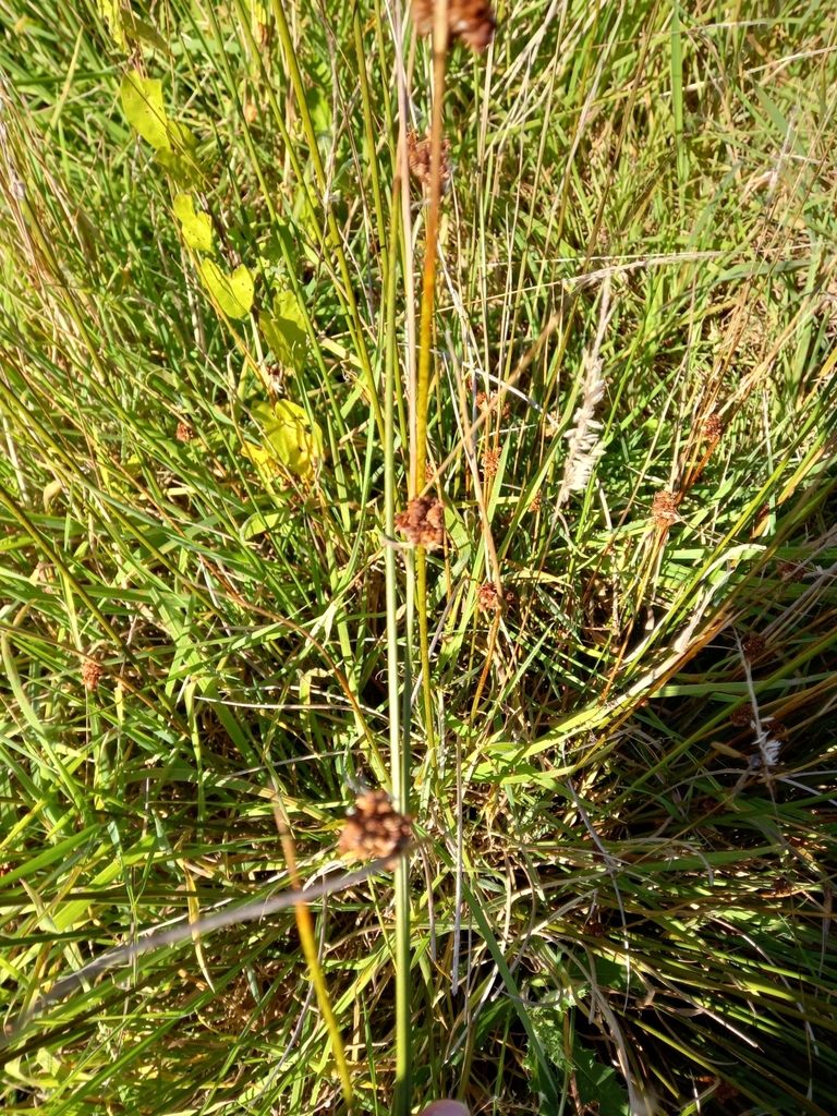 Compact Rush from Irlam, Manchester M44 5LT, UK on September 5, 2023 at ...