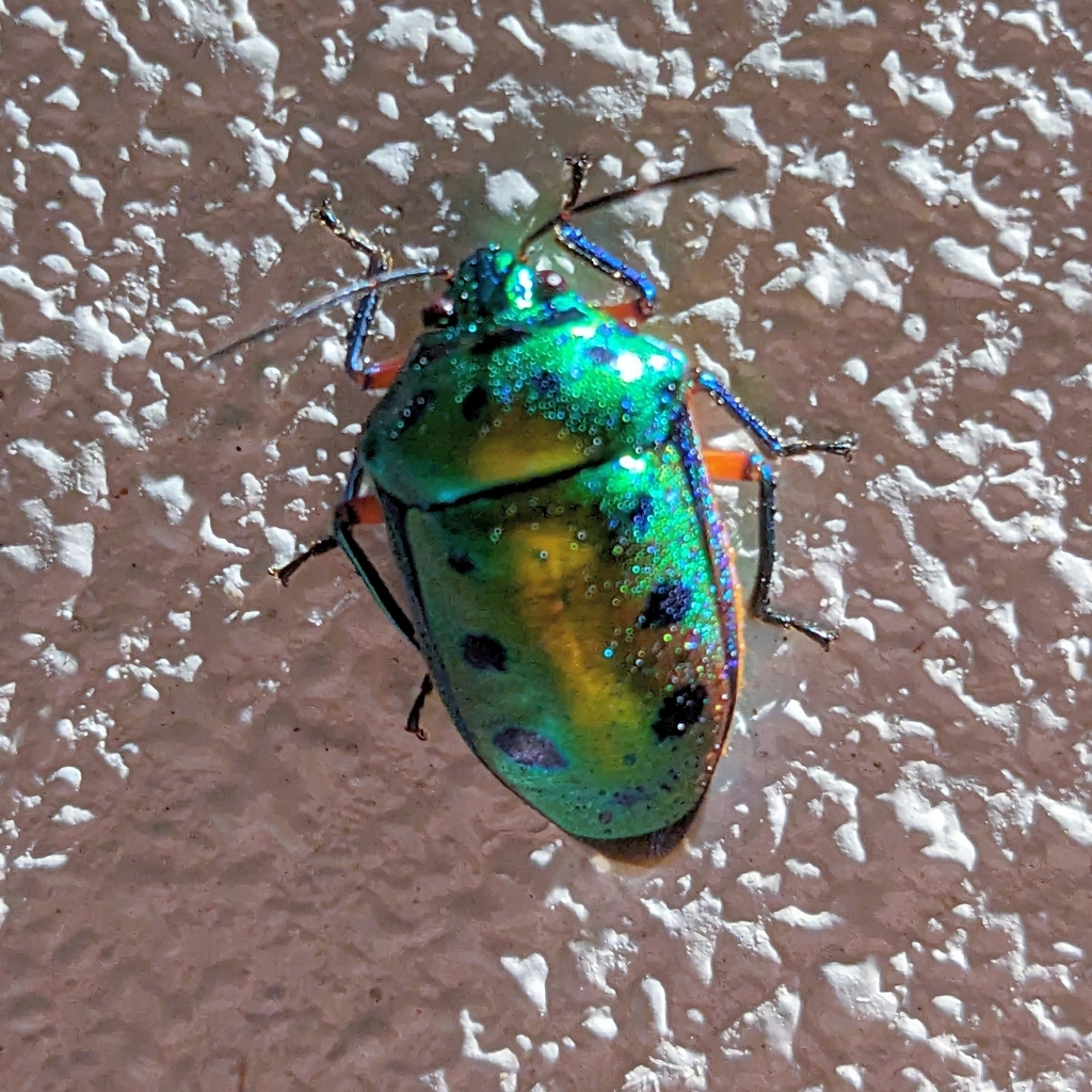 Calliphara excellens from 1625 Arakawa, Ishigaki, Okinawa 907-0024 ...