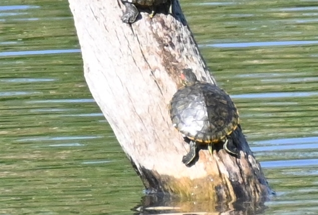 Pond Slider in September 2023 by Louis. This observation for lower ...