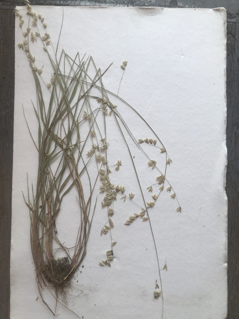 Twoflower Melicgrass from Williamsburg County on April 7, 2020 by ...