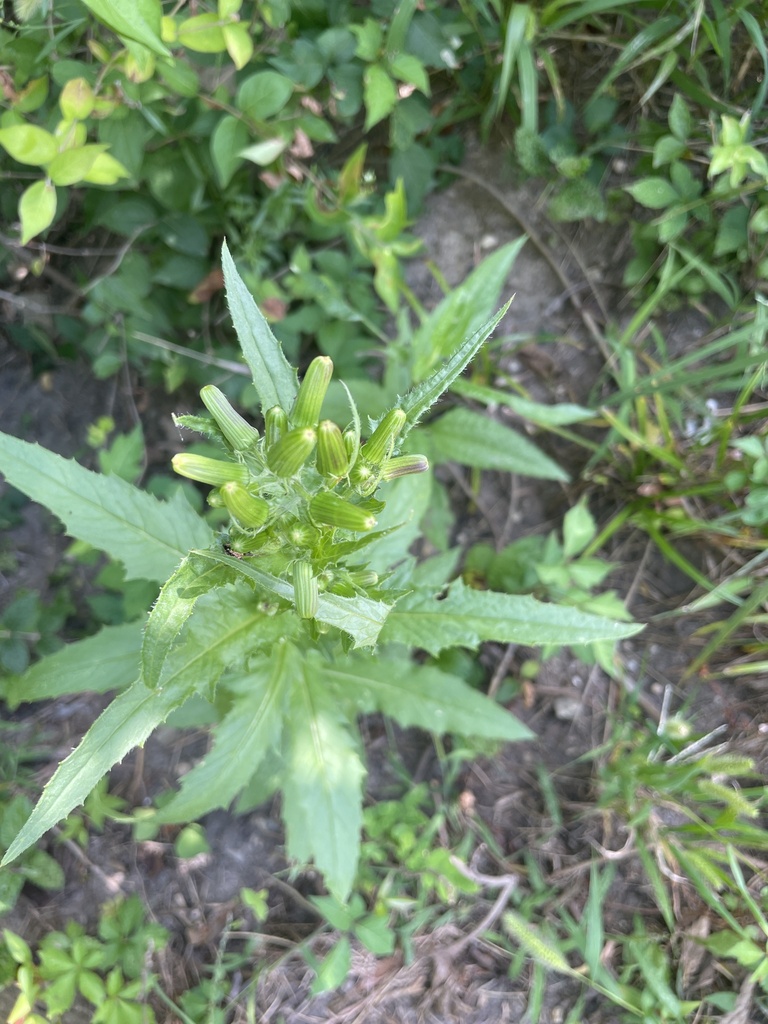 American burnweed from Miami University, Oxford, OH, US on September 5 ...