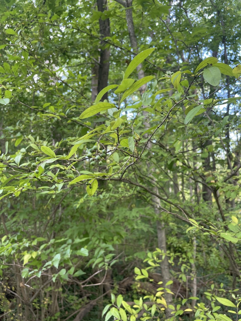 Common Privet from E Withrow St, Oxford, OH, US on September 5, 2023 at ...