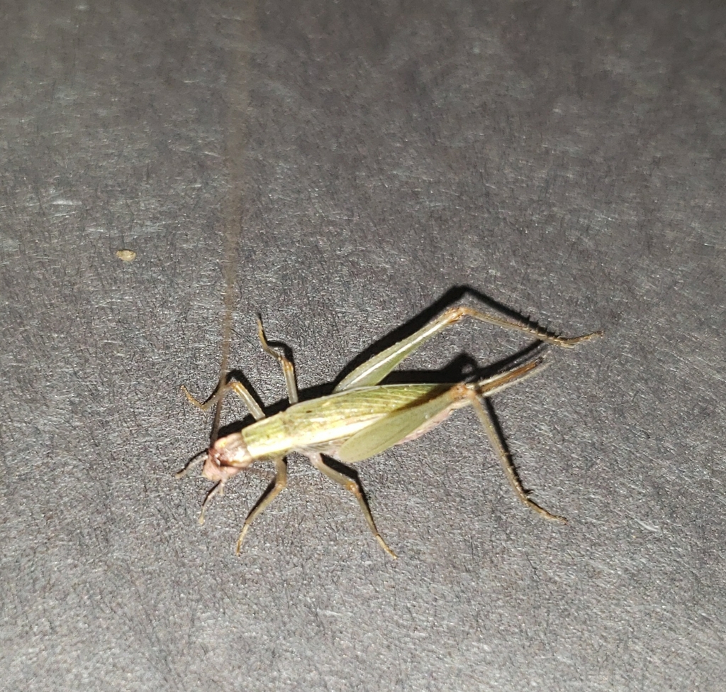 Western Tree Cricket from Cañon City, CO 81212, USA on September 2 ...