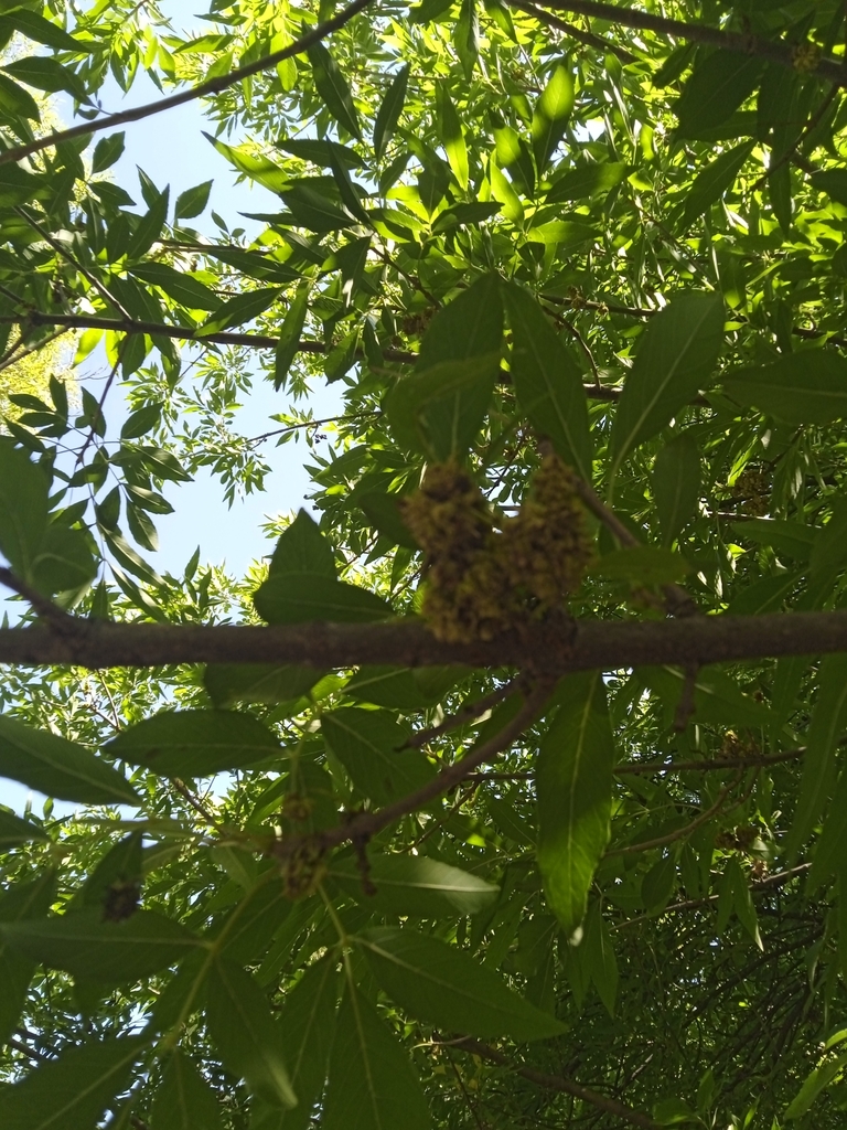 Shamel Ash from Tuitán on September 3, 2023 at 11:07 AM by Carlos ...