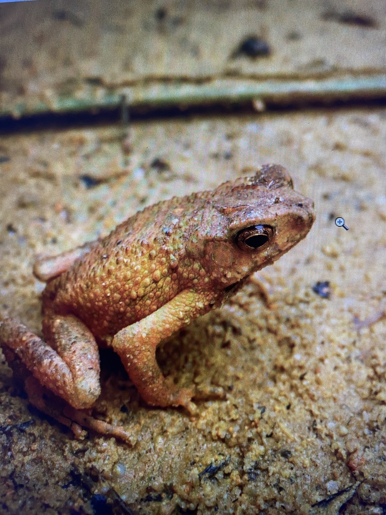 Lesser Toad from Khao Sok National Park, Phanom, Surat Thani, TH on ...
