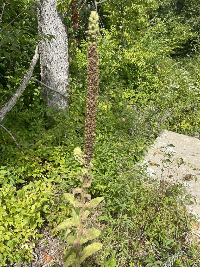 great mullein from Miami University, Oxford, OH, US on September 5 ...