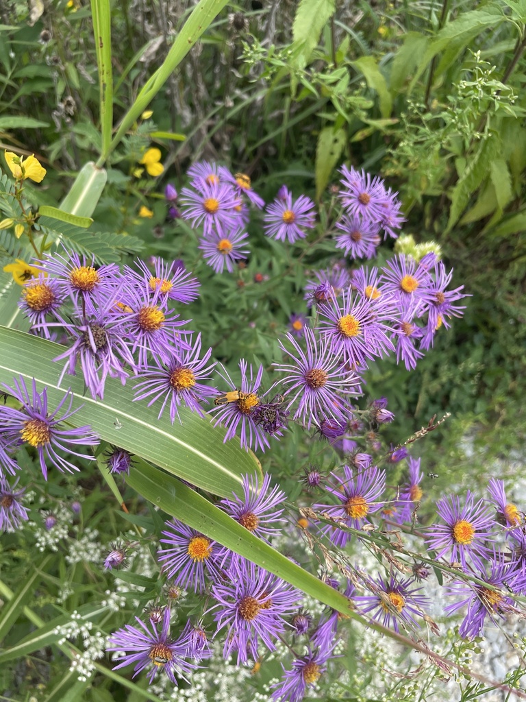 New England aster from Miami University, Oxford, OH, US on September 5 ...
