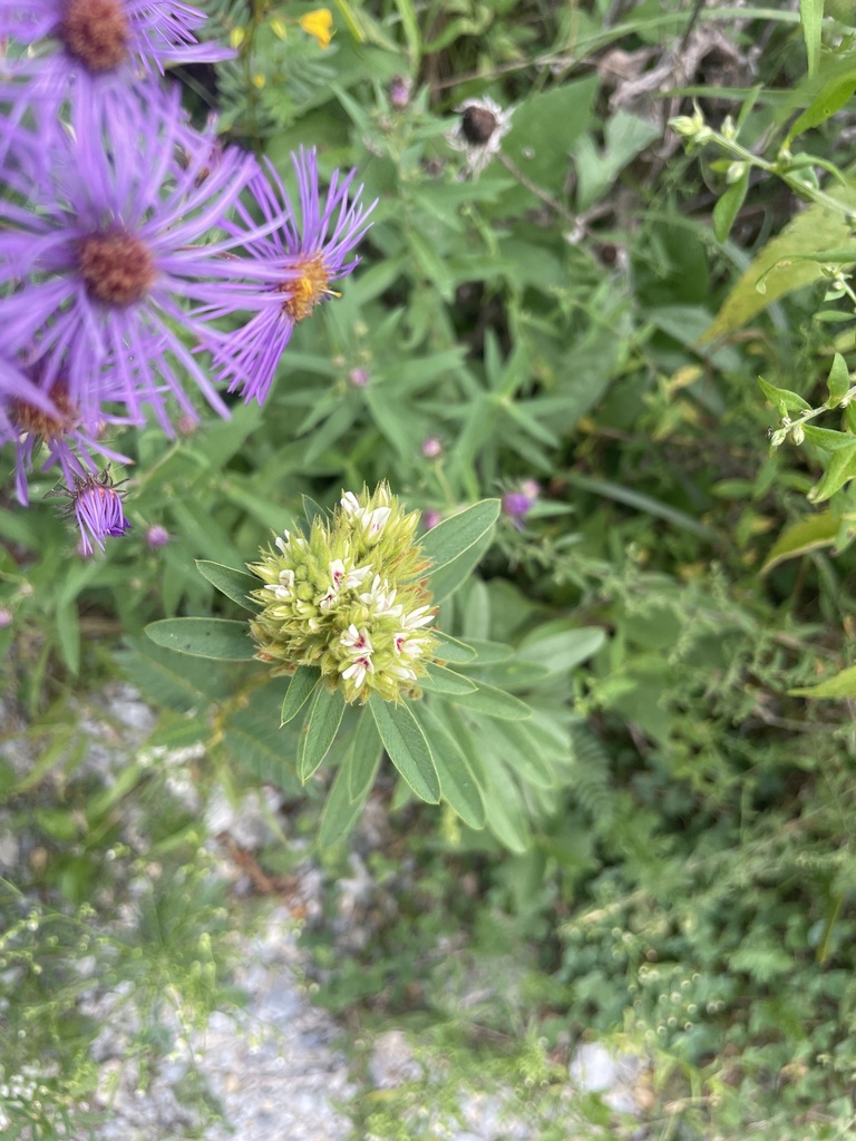 round-headed bush clover from Miami University, Oxford, OH, US on ...