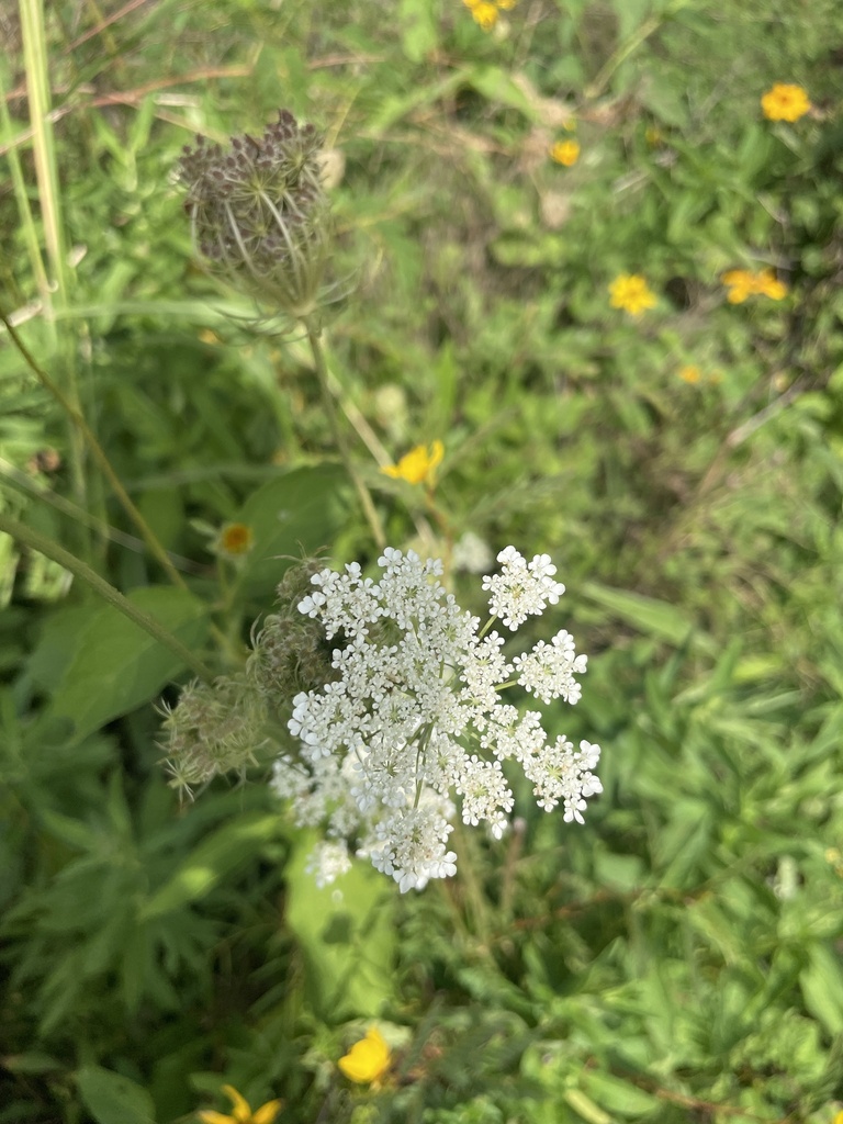 wild carrot from Miami University, Oxford, OH, US on September 5, 2023 ...