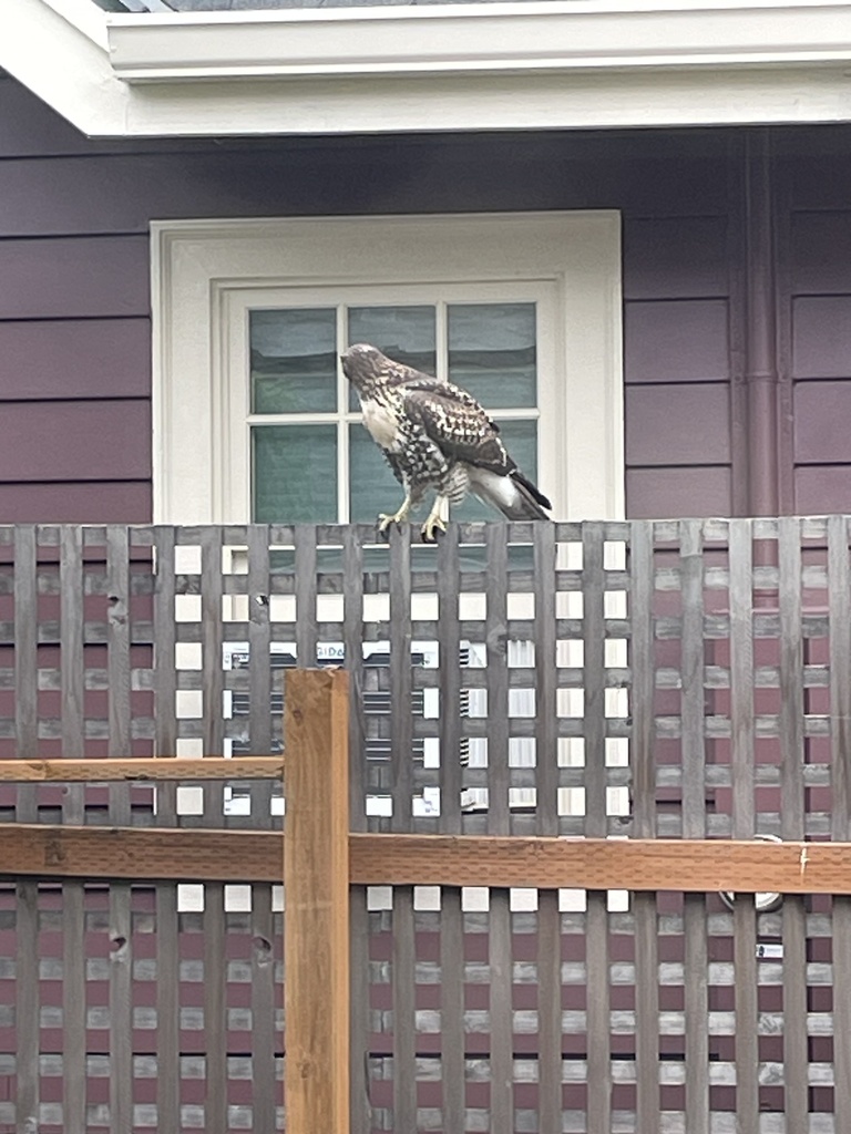 Red-tailed Hawk from NE Glisan St, Portland, OR, US on September 3 ...