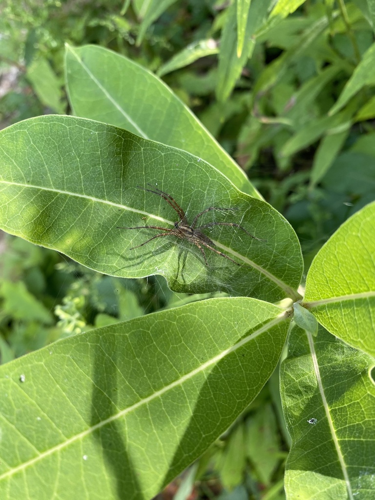 Grass Spiders from Grand River, Grand Ledge, MI, US on September 4 ...