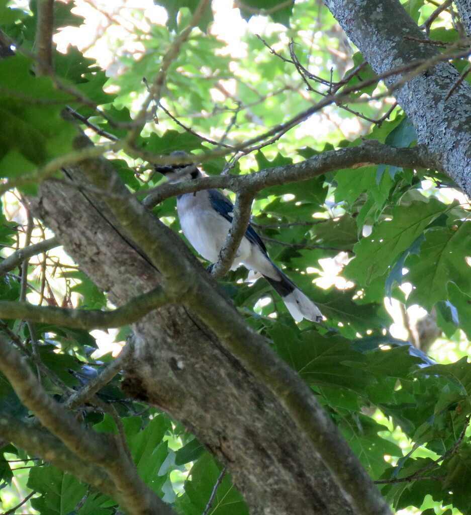Blue Jay from Wasan Island, Muskoka Lakes, ON P0B 1J0, Canada on August ...