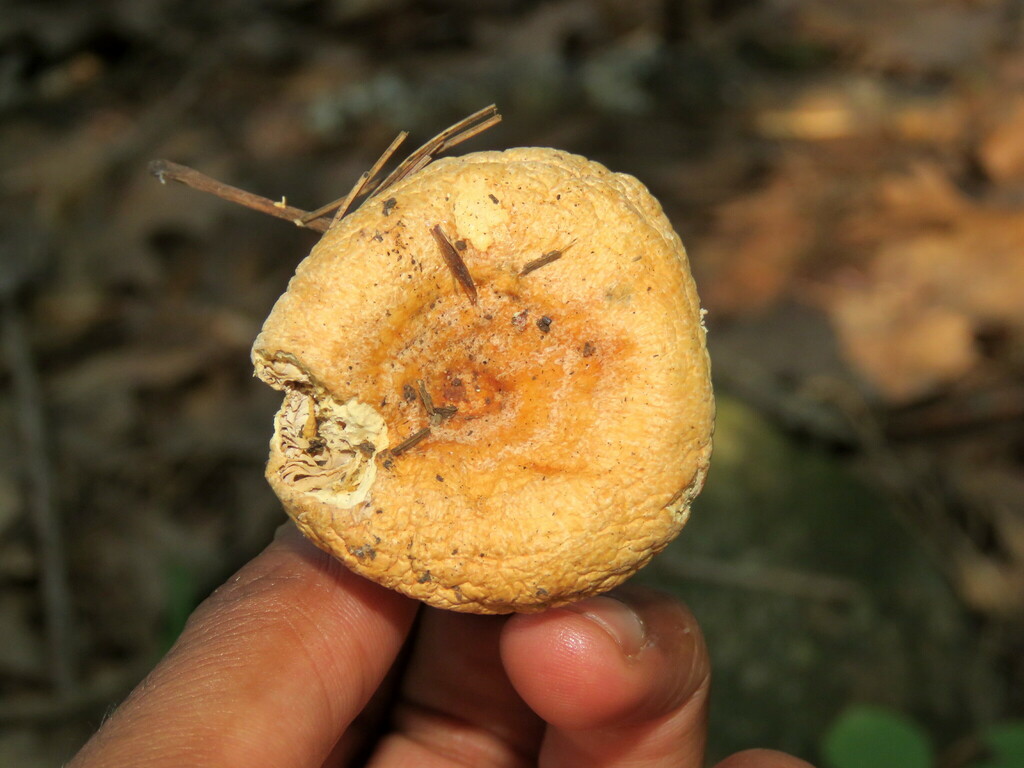 Hygrophoropsis from Wasan Island, Muskoka Lakes, ON P0B 1J0, Canada on ...
