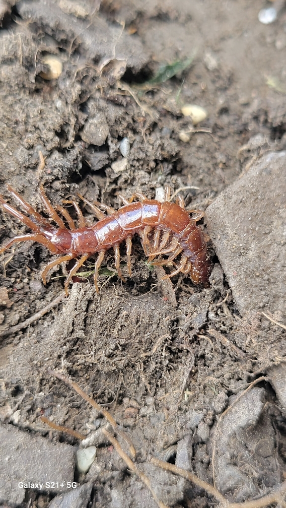 Typical Stone Centipedes from Dravosburg, PA 15034, USA on September 4 ...