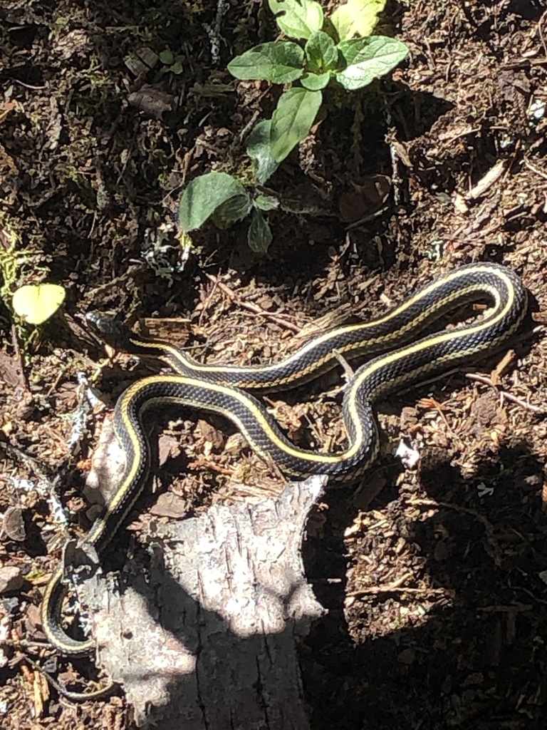Valley Garter Snake from Bonner County, US-ID, US on September 5, 2023 ...