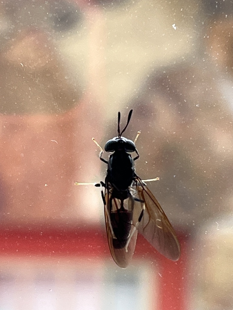 Black Soldier Fly in September 2023 by Raney Yelenich · iNaturalist