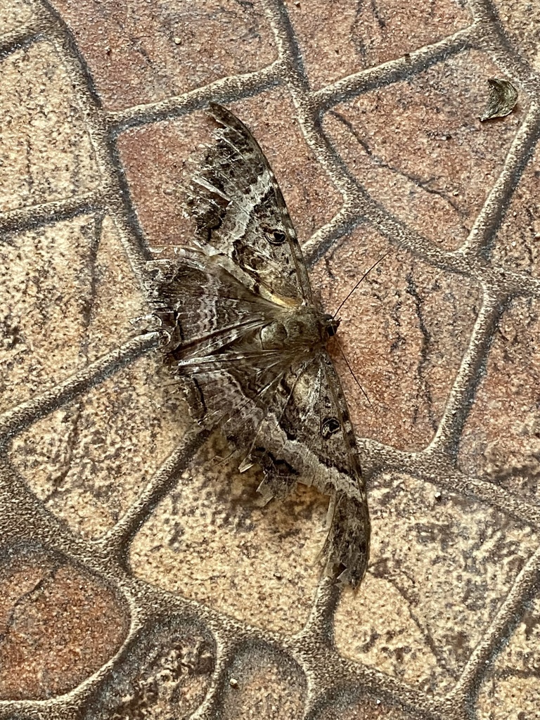 Black Witch from Cucuyagua, Copán, HN on September 5, 2023 at 06:21 AM ...