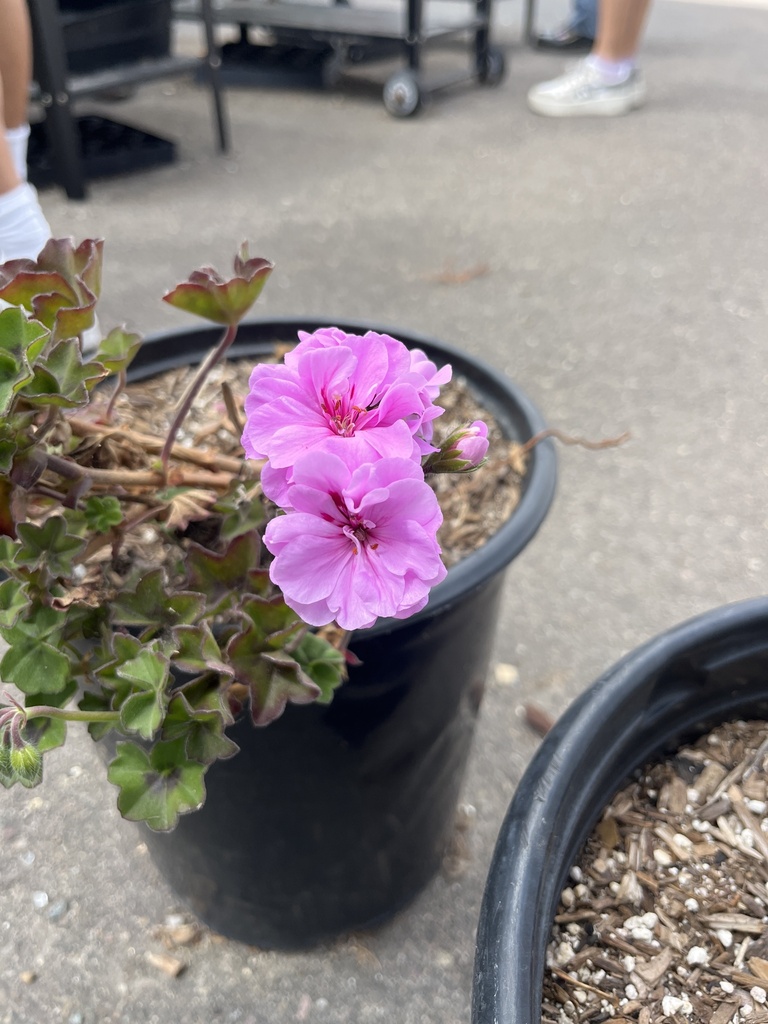 Geranium family from Bonita Vista High School, Chula Vista, CA, US on ...